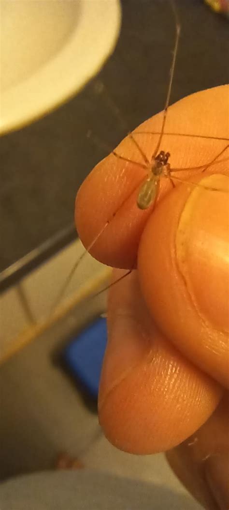 Long Came A Spider Rheroforgeminis