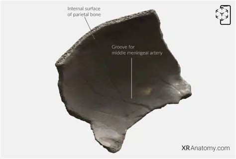 Parietal Bone Ar Atlas