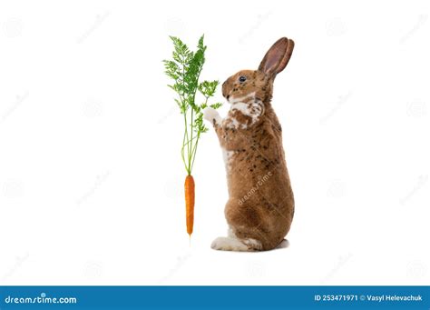 Rabbit Holding Carrot Isolated On White Stock Image Image Of Plant