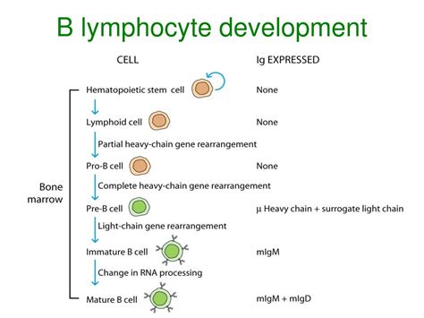 Ppt Antibody Diversity Powerpoint Presentation Id144339