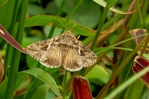 Cabbage Looper Prevention And Control