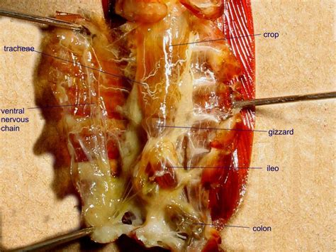 Cockroaches Parasites 3