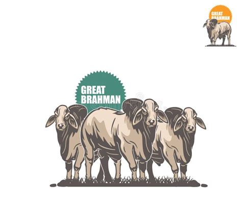 Great Big Brahman Cattle Standing Logo Stock Vector Illustration Of