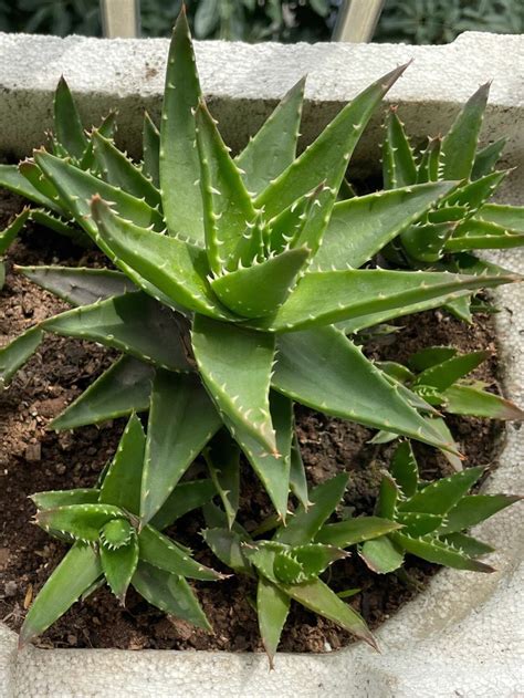 芦荟的功效与作用 柳荫生物