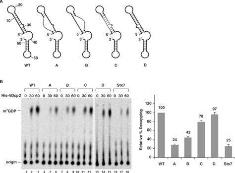 The Intact Stem Loop Structure Is Critical For Promoting Dcp2 Download Scientific Diagram