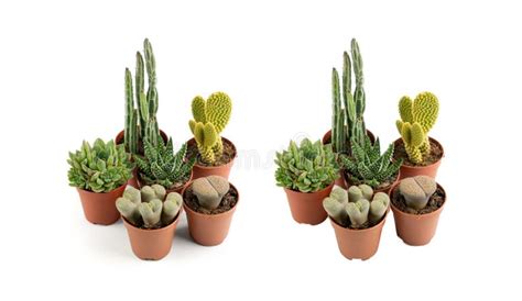 Mini Cactus Collection Tiny Succulents For Plant Terrarium Office
