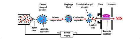 Detection Of Ligand Protein Complex General Arrangement Of Esi Ms And