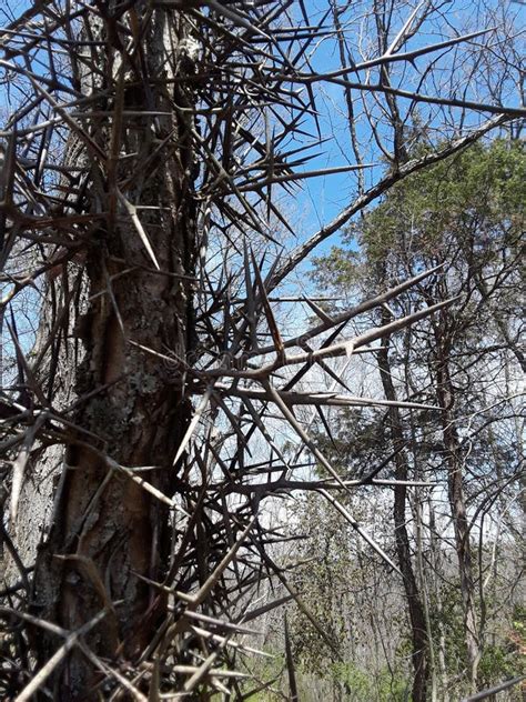 Locus Tree 4 Stock Image Image Of Locus Tree Nature 145954043