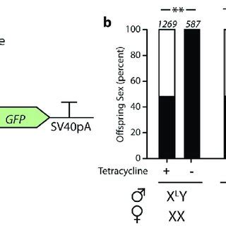 Sex Chromosome Linked Tet Repressible Lethal Circuits Are Effective Download Scientific
