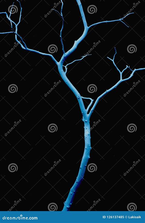 Naked Tree On Black Stock Image Image Of Silhouette