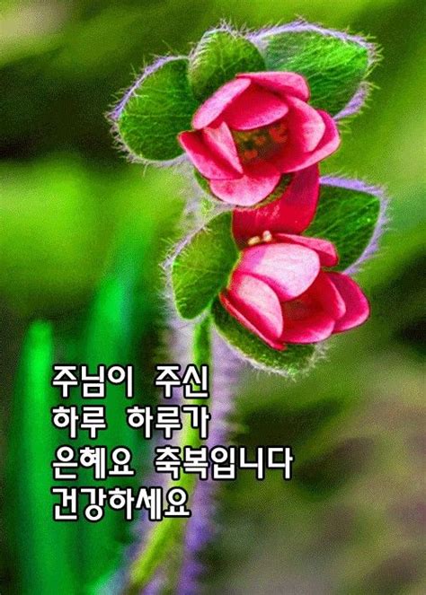 좋은 글에 있는 Hyang Anh님의 핀 2024 사랑 카드 아침 이미지 아침 인사