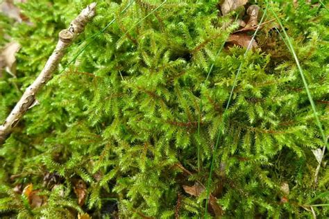 21 Different Types Of Moss Pictures Care MyMyDIY Inspiring DIY Projects