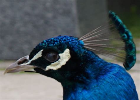 Slight Defocus Compensation Qualitative Examples We Compare Polyblur