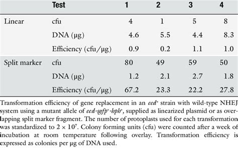 Transformation Efficiency Obtained With Protocol 1 Download Transformation Efficiency Obtained With Protocol 1 Download