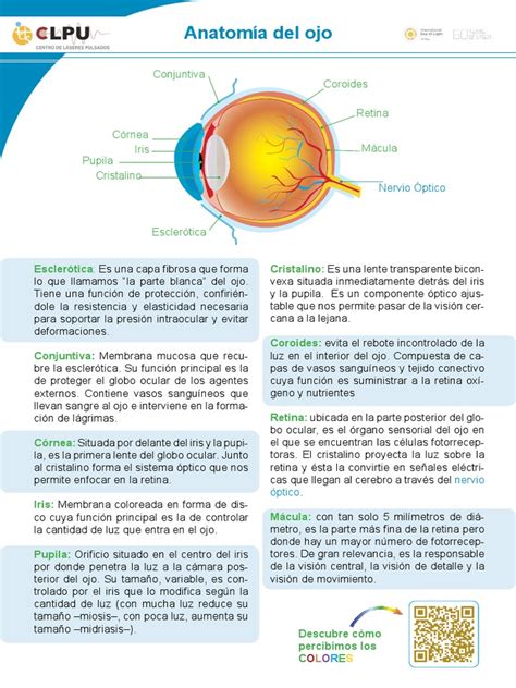 Anatomia Ojo2020 Pdf Ojo Humano Percepción Visual