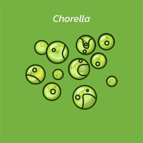 90 Microalgae Stock Illustrations Graphiques Vectoriels Libre De Droits Et Clip Art Istock