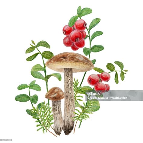 야생 버섯 붉은 야생 딸기 이끼 수채화 물감이 식물에 사실적인 그림을 그렸다 숲 Boletus와 크랜베리는 흰색 배경에 분리되어 있습니다 수채화에 대한 스톡 벡터 아트 및