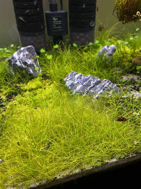 Seeking To Find What This Stringy Stuff Is In My Dwarf Hair Grass Plz