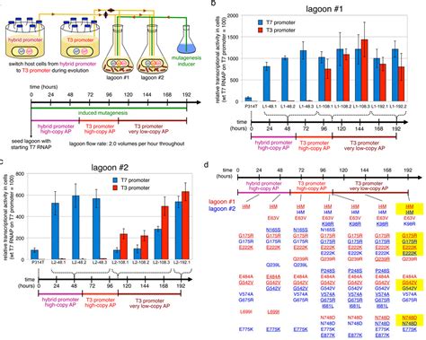 A System For The Continuous Directed Evolution Of Biomolecules Abstract Europe Pmc