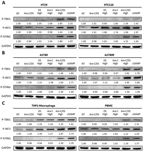 Assessment Of Cgas Sting Axis Activation By Ara Cds And Its
