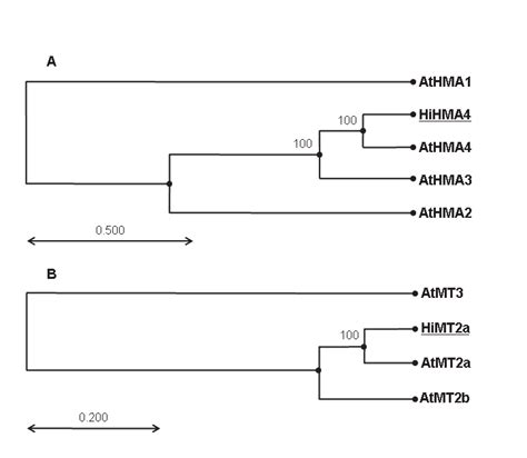 Figure S1 Phylogenic Tree Based On The Unweighted Pair Group Method Download Scientific