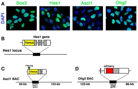 Real Time Imaging Of Bhlh Transcription Factors Reveals Their Dynamic