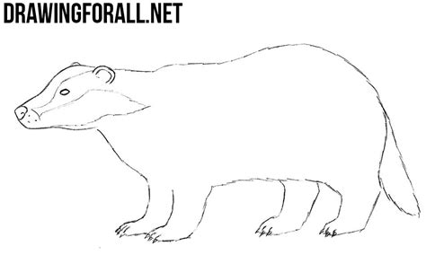 How To Draw A Badger
