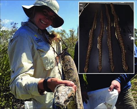 Adult Female Python Bivittatus And Four Of Six Male P Bivittatus