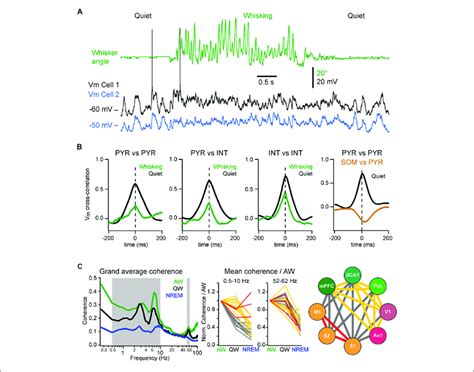 Local And Long Range Synchrony A Neuronal Synchrony Can Be