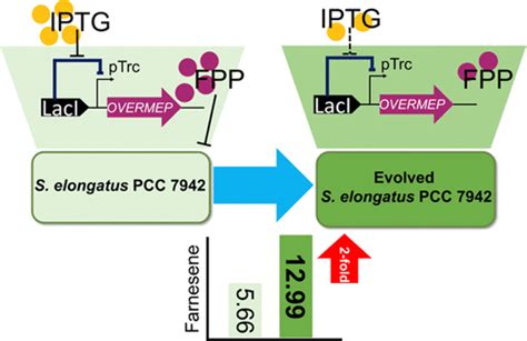 Evolutionary Engineering of Cyanobacteria to Enhance the Production of α Farnesene from CO