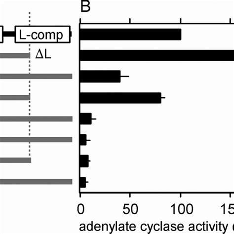 functions of the different domains of acr in adenylate cyclase
