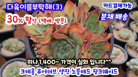 다육이를부탁해 3 30할인 3500~ 예쁜 다육이 크레용 미나 1400~ 퓨어러브 Youtube