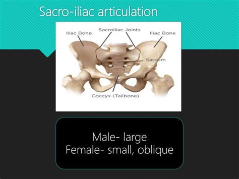 Determination Of Sex From Skeletal Remains Pptx