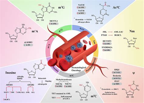Major Non‐n⁶‐methyladenosine M⁶a Rna Modification Regulators In The Download Scientific