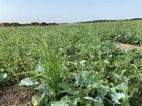 11 Dos And Donts Of Cover Cropping