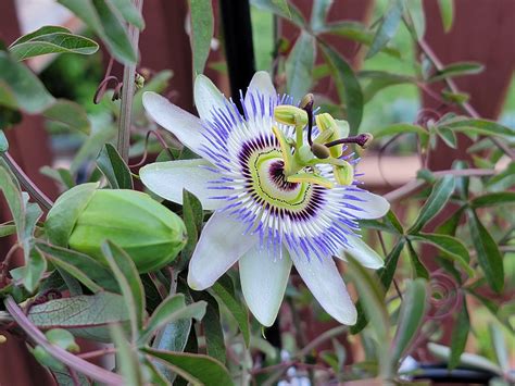 How We Saved A Dying Passionfruit Vine Container Gardening