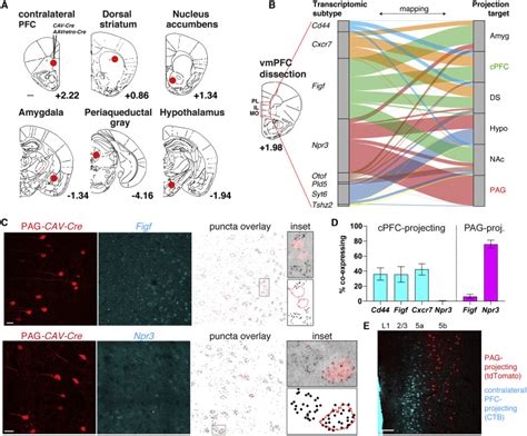 Differential Encoding In Prefrontal Cortex Projection Neuron Classes Across Cognitive Tasks Cell