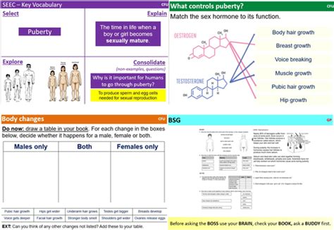 Puberty Ks3 Year 7 Teaching Resources