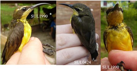No New Thing Under The Sun Finding Sunbird Species In Wallacea