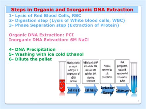 Dna Extraction Methods Pdf
