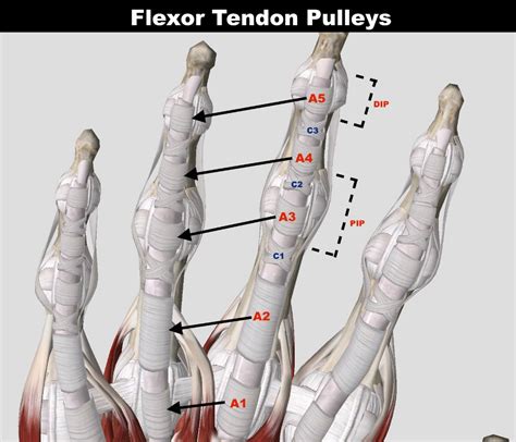 Pulley Injuries Explained Part 1 — Grassroots Physical Therapy