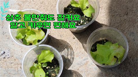 뭘해도 잘크는 상추 물만줘도 잘키울수있습니다 Youtube