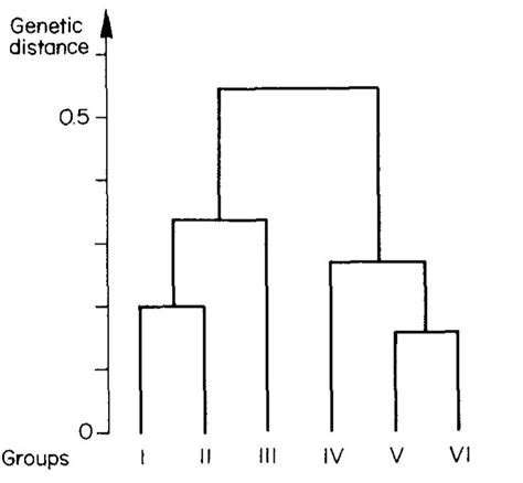 dendrogram constructed from the genetic distances nei 1975