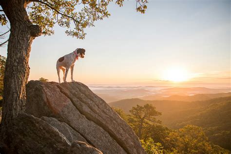 A Guide To Shenandoah National Park Lonely Planet
