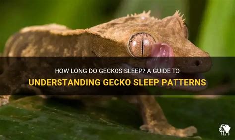 How Long Do Geckos Sleep? A Guide To Understanding Gecko Sleep Patterns | PetShun