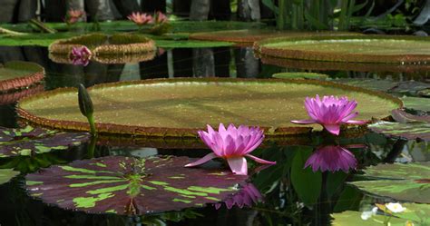 Найбільша квіткова рослина на Землі Збруч