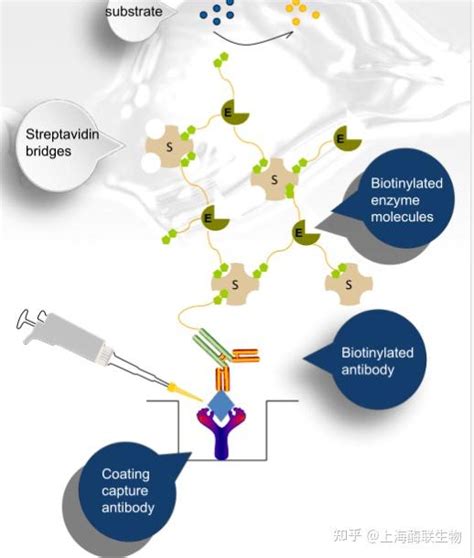 干货丨elisa实验类型及标准曲线绘制 酶联生物 知乎