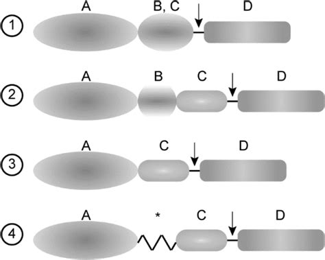 Design Of Fusion Proteins For The Recombinant Production Of