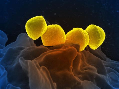 Life Genetics Evolution Biology Britannica