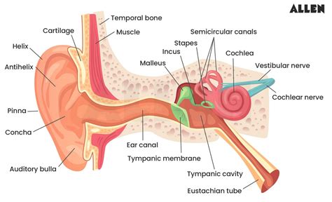 Auditory Pathway Steps